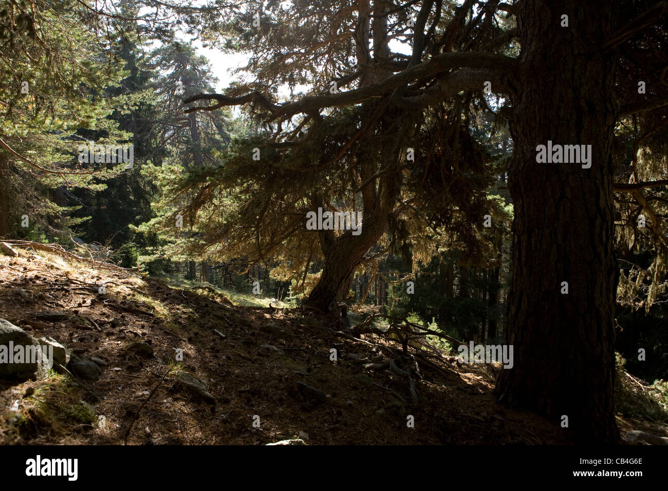 Forest in Pirin mountain National Park, Balkans, Bulgaria Stock Photo ...