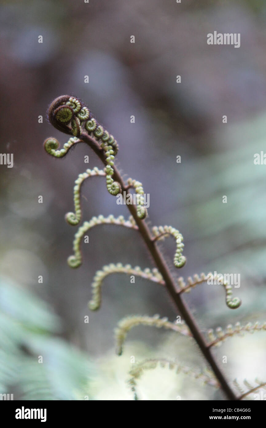 Nz fern hi-res stock photography and images - Alamy