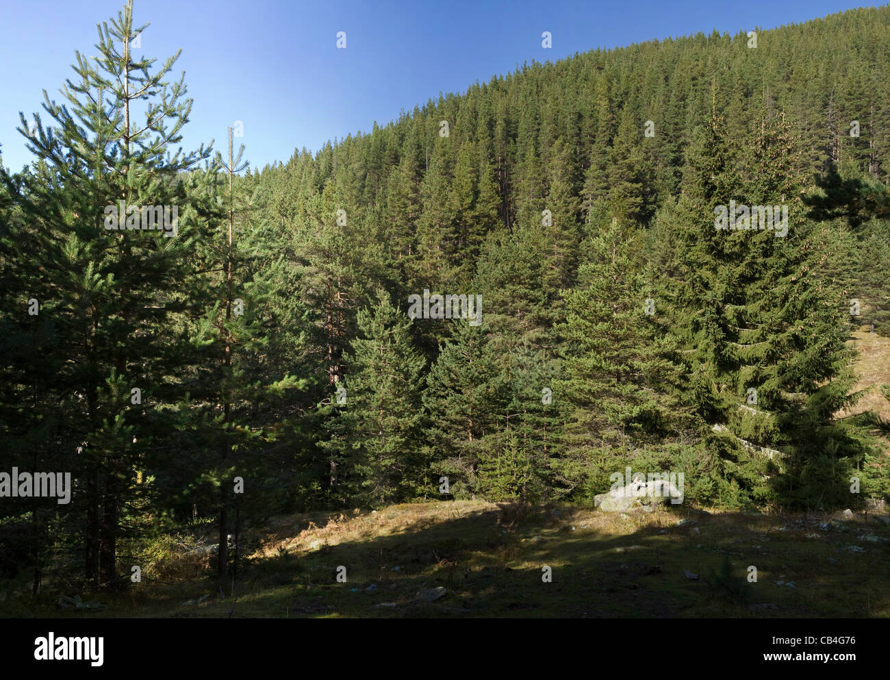 Forest in Pirin mountain National Park, Balkans, Bulgaria Stock Photo ...