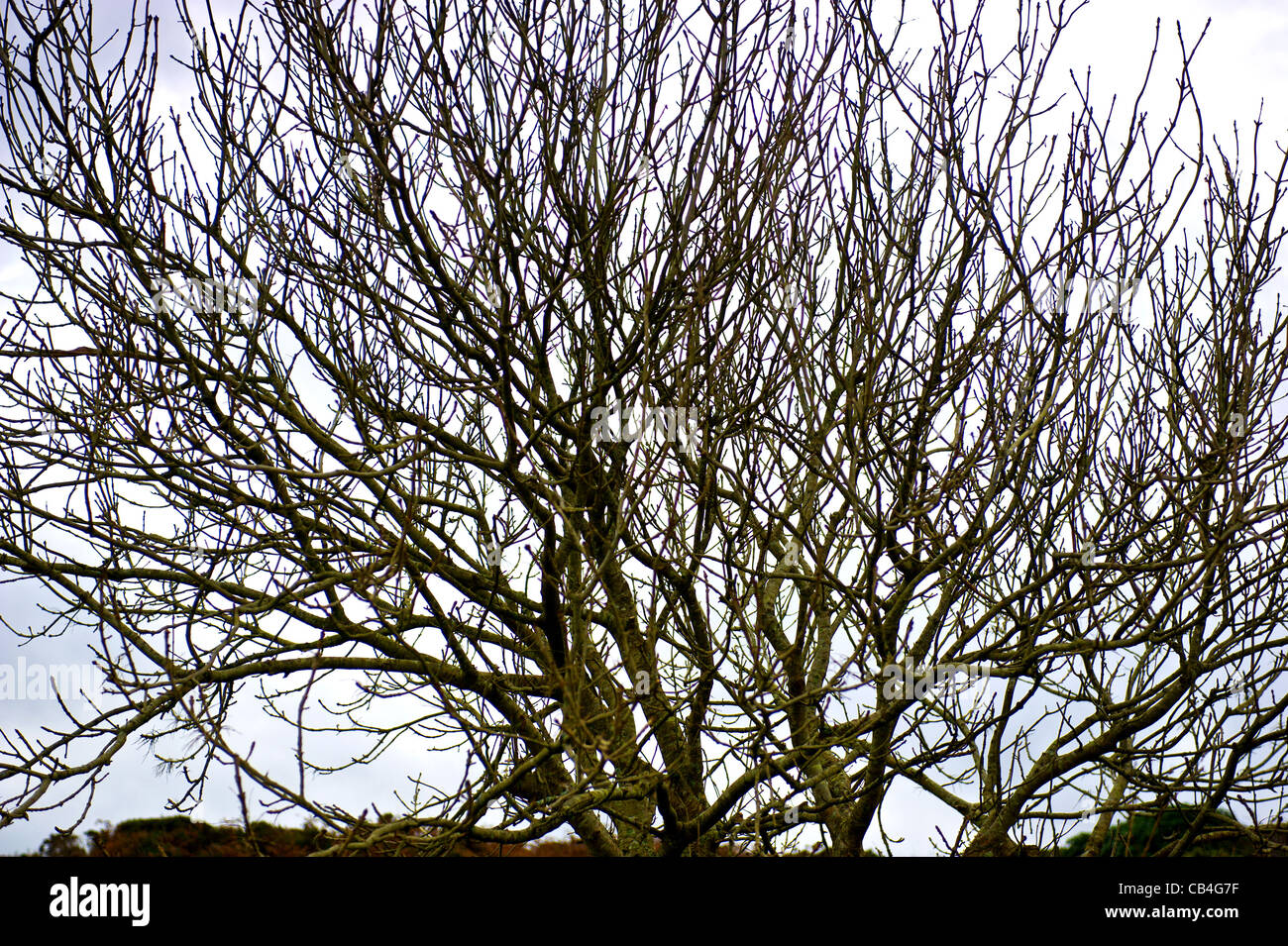 Branches of a tree Stock Photo - Alamy