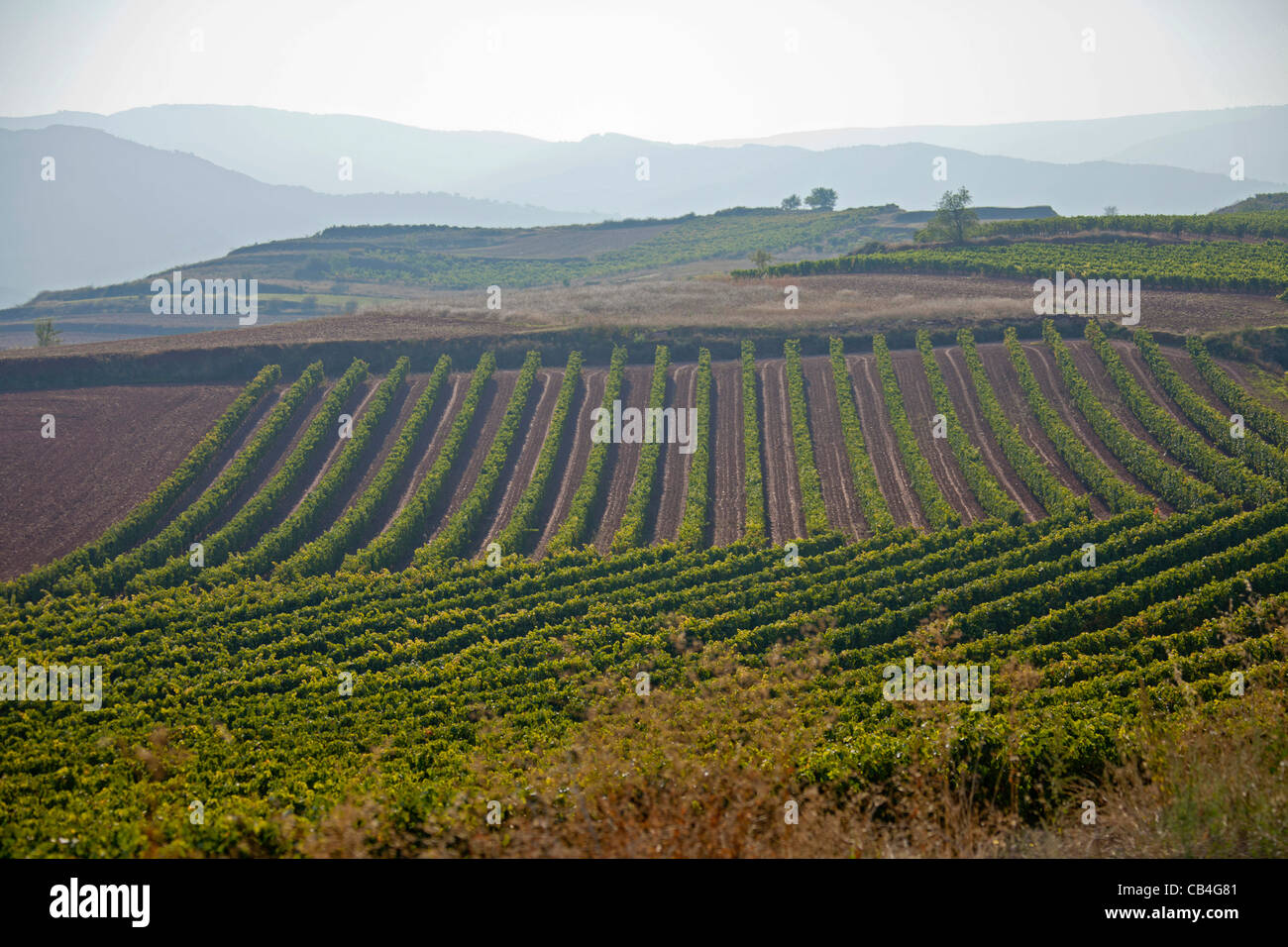 Landscape vineyard in la Rioja Spain 110872 Spain Stock Photo - Alamy