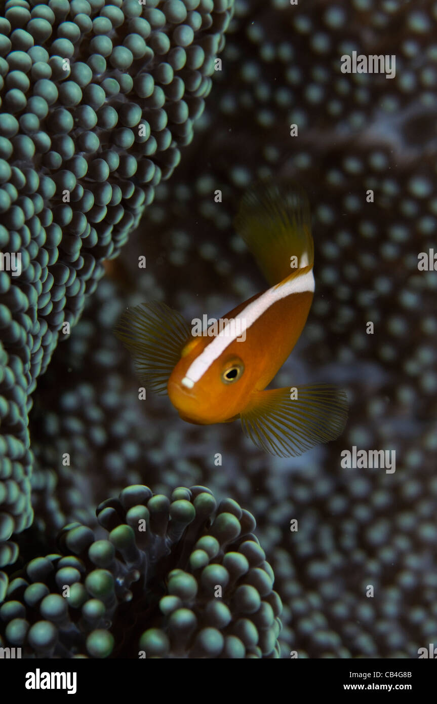 Orange Anemonefish, Amphiprion sandaracinos, Nusa Laut, Banda Sea ...