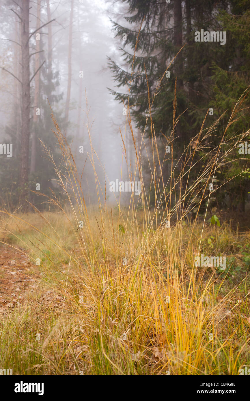 Tree trees green clump hi-res stock photography and images - Alamy