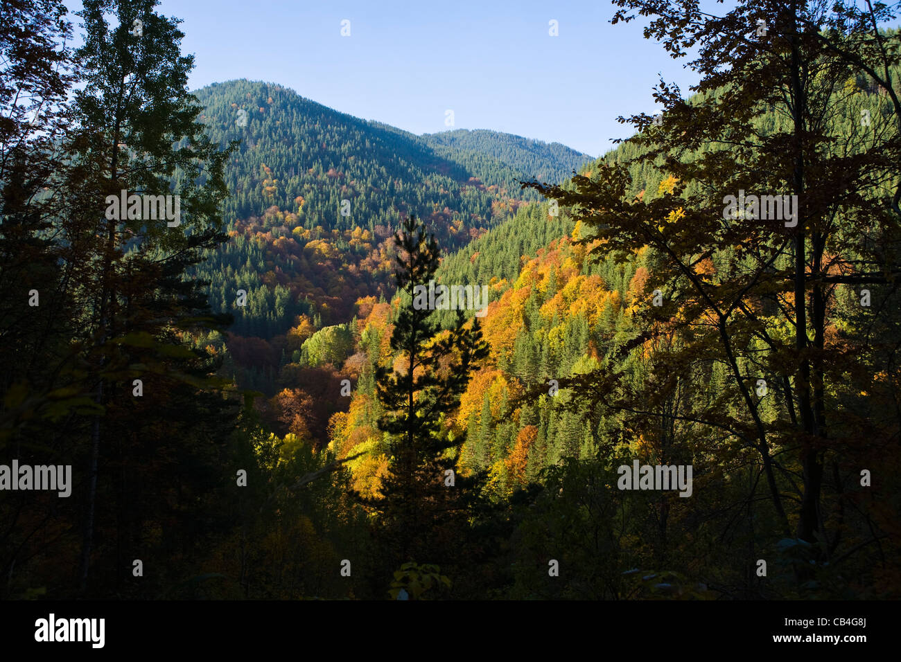 Green forest in Pirin mountain National Park, Balkans, Bulgaria Stock ...