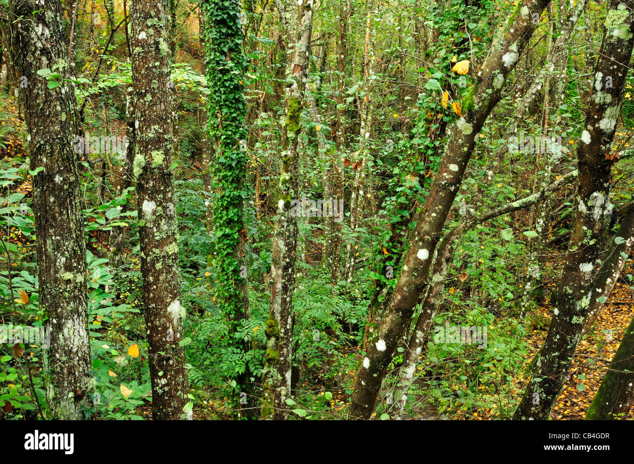 Black Alder or Common Alder (Alnus glutinosa) forest Stock Photo - Alamy