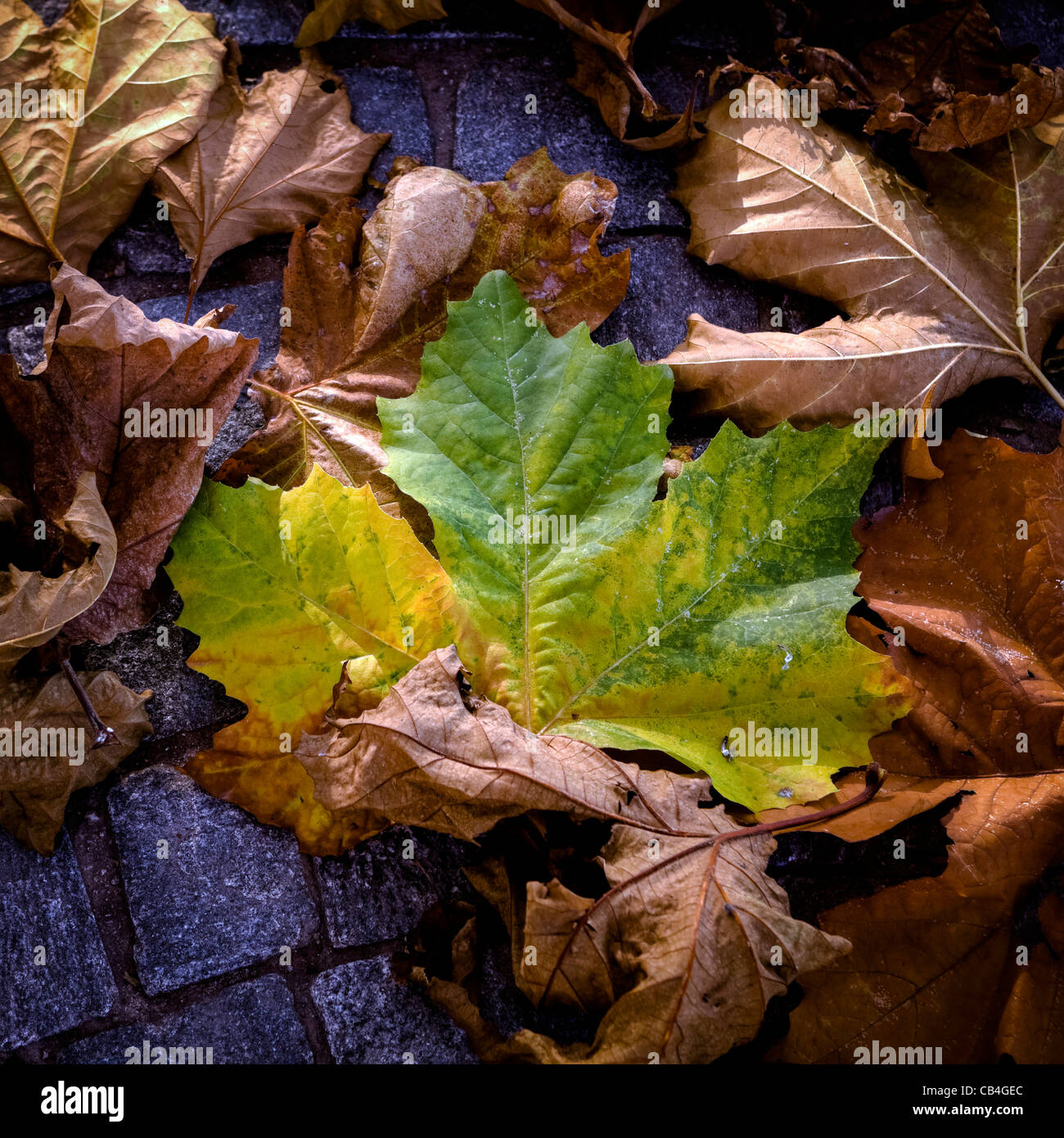 Leaves of a sycamore tree in autumn Stock Photo - Alamy