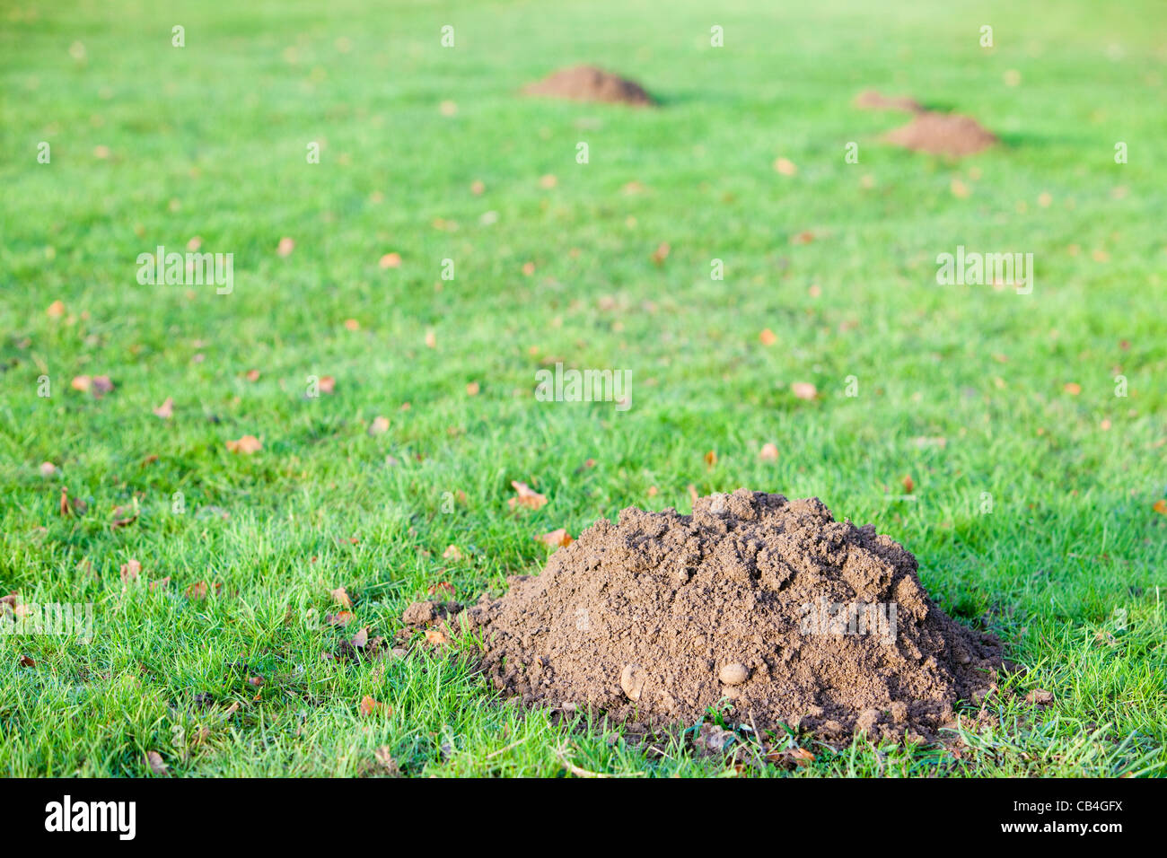 Molehills or mounds of earth pushed up to surface by a burrowing mole ...