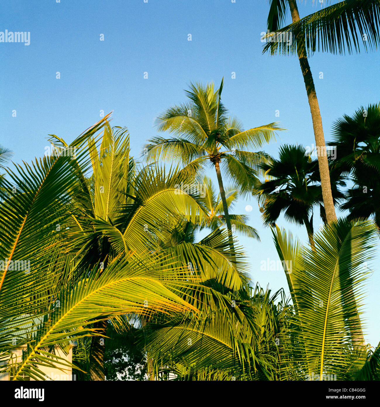 Hawaii big island full moon hi-res stock photography and images - Alamy