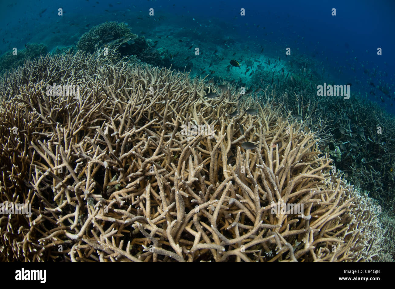 Hard coral garden that has grown in the last twenty years after being ...