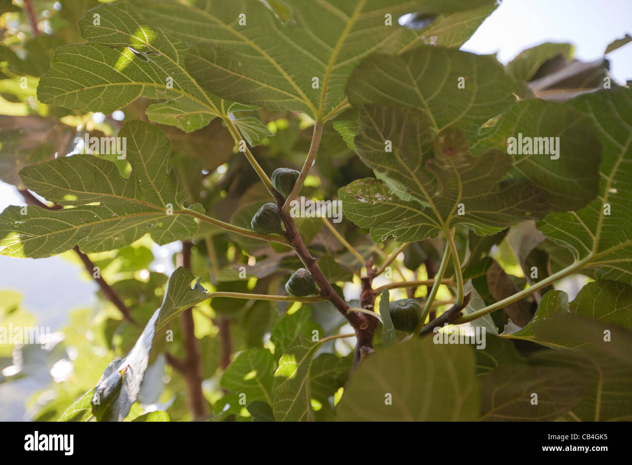 Figs on fig tree with leaves Stock Photo - Alamy