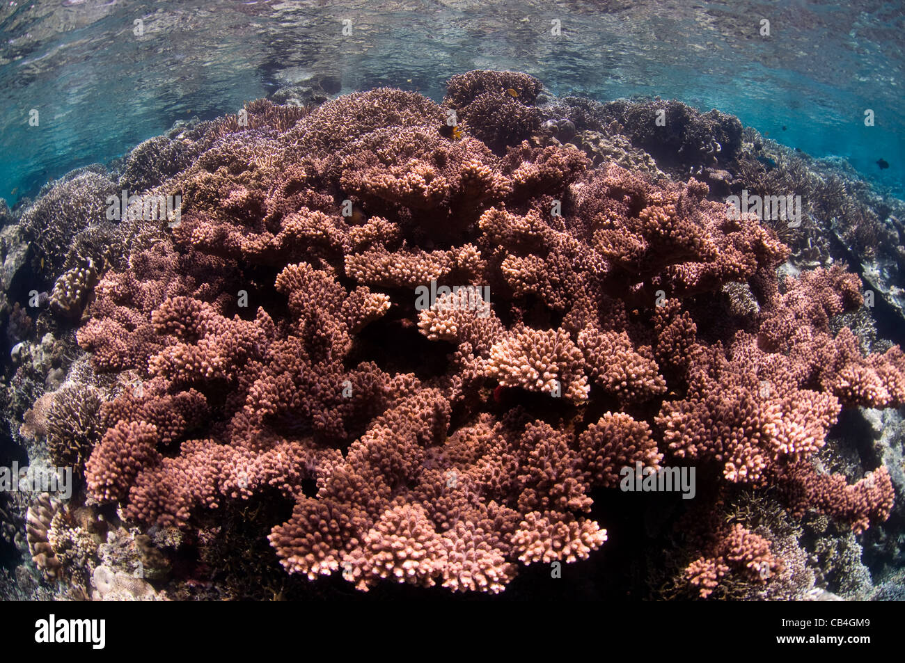 Hard coral garden that has grown in the last twenty years after being ...