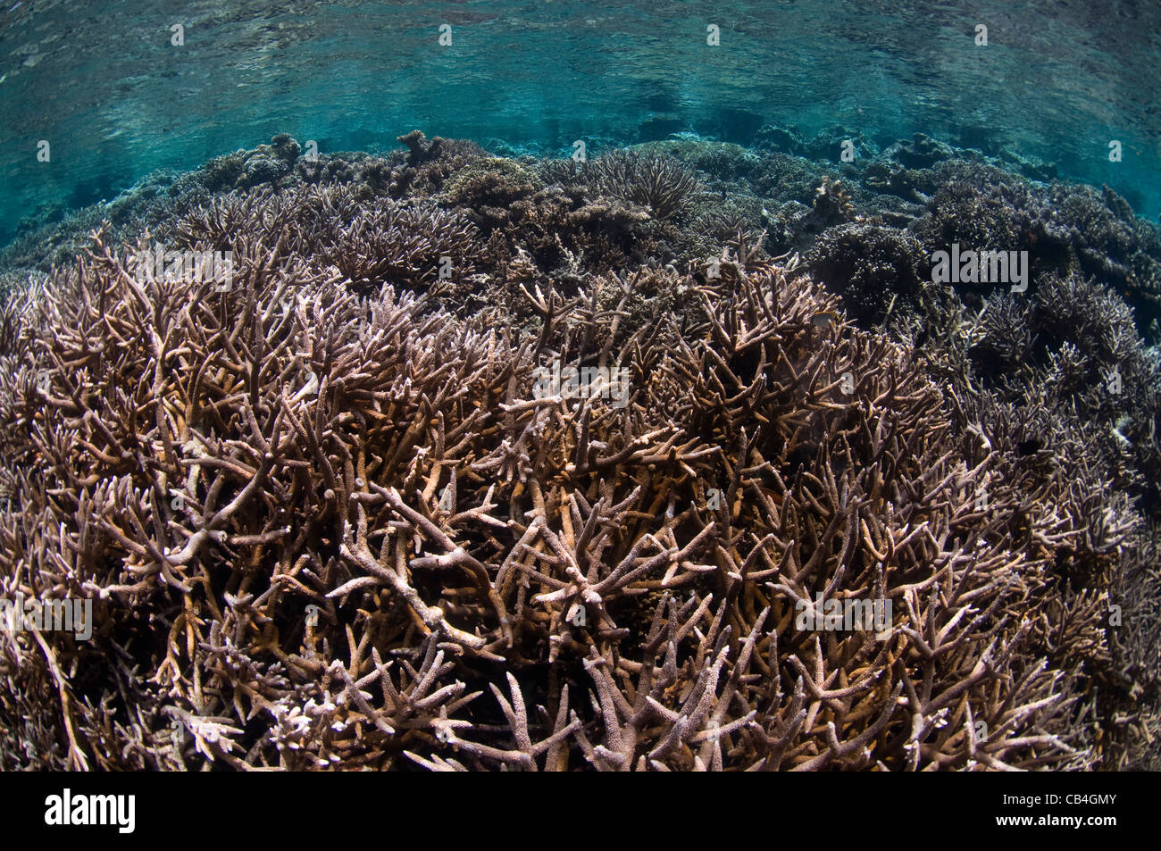 Hard coral garden that has grown in the last twenty years after being ...