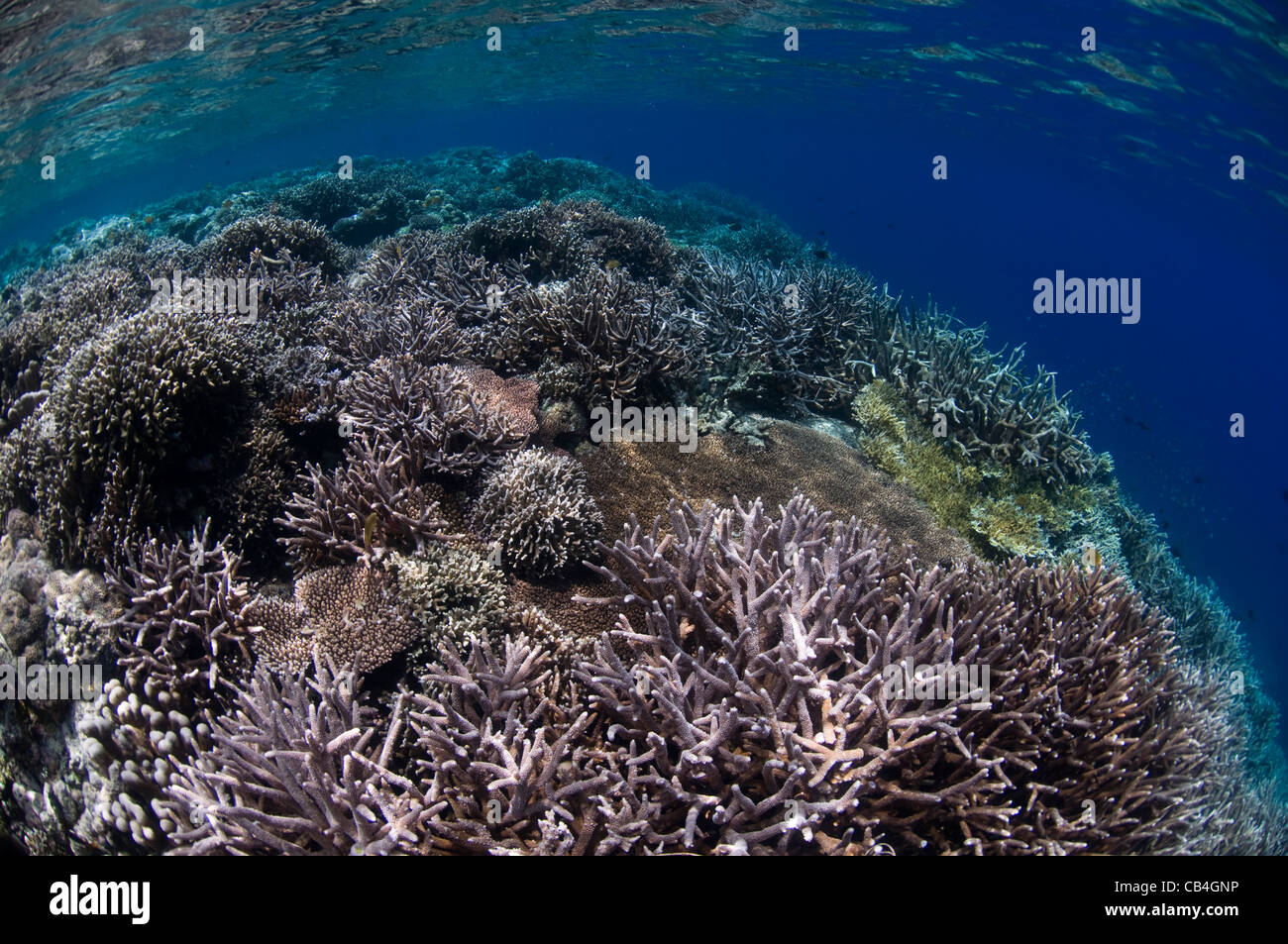 Hard coral garden that has grown in the last twenty years after being ...