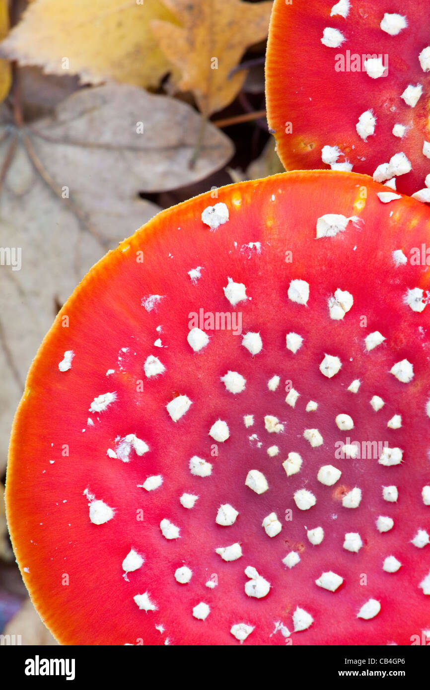 Fungal fruiting body hi-res stock photography and images - Alamy