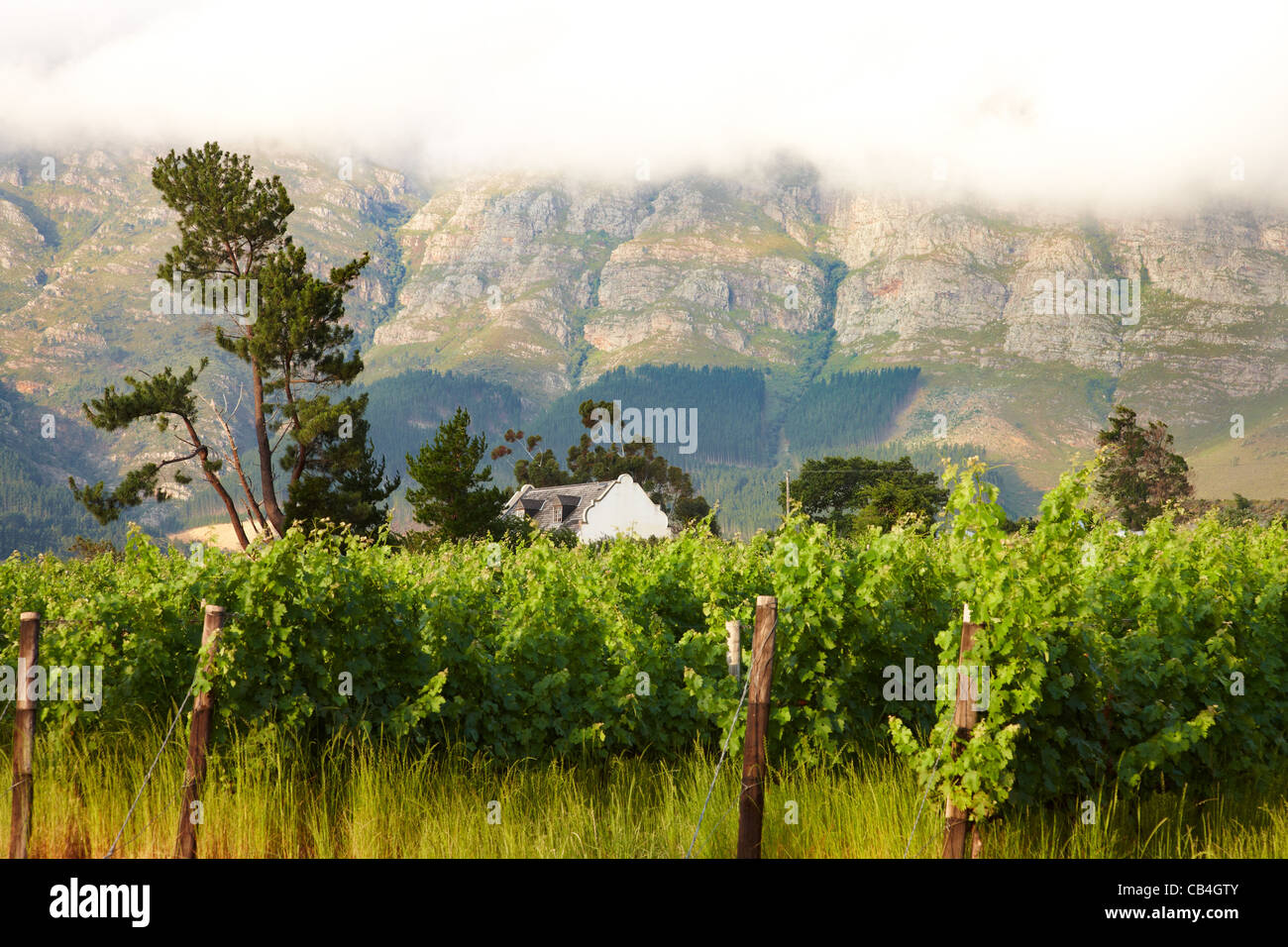 Vineyard in Franschhoek, South Africa with Dutch colonial style house ...