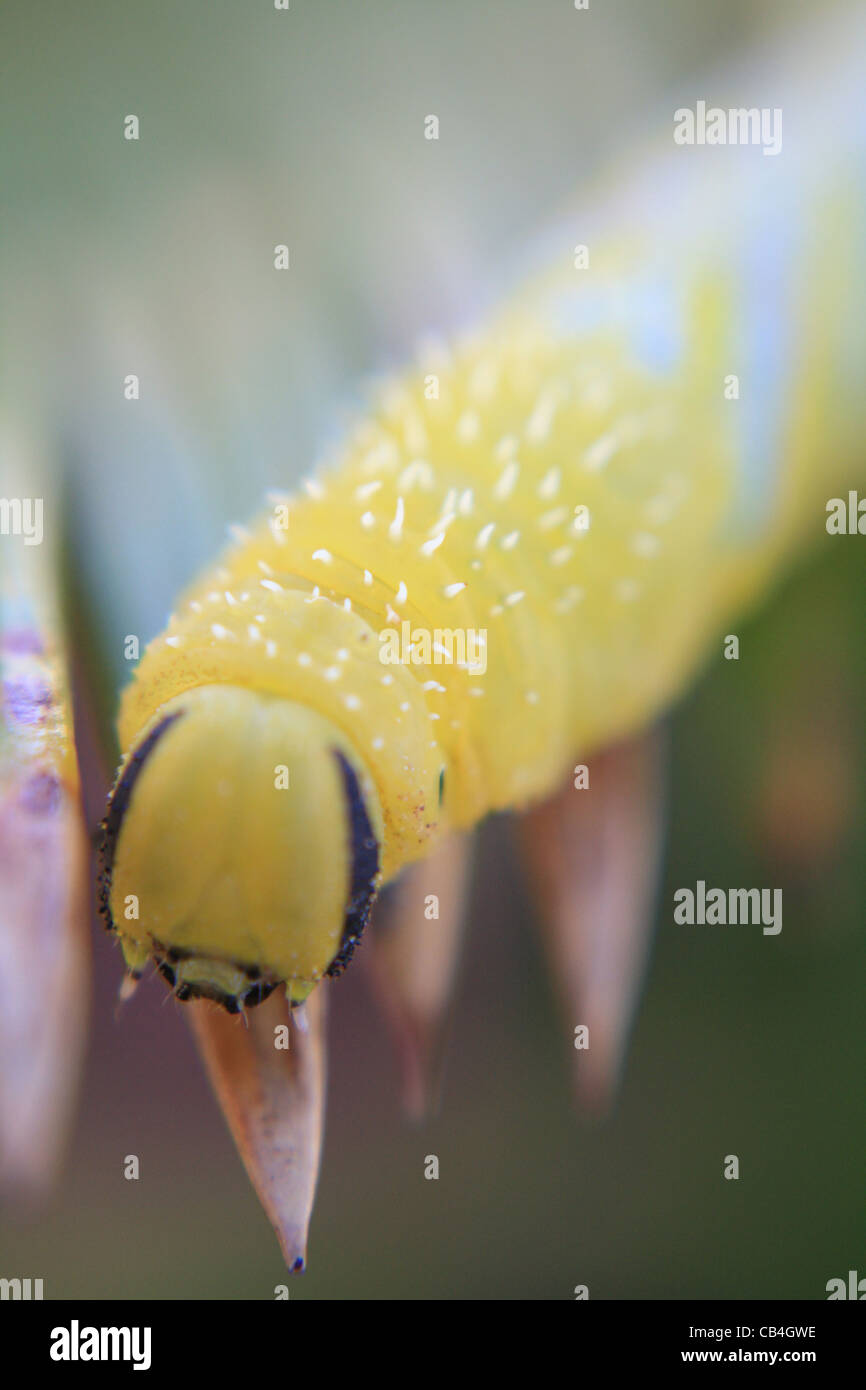 Death hawk hi-res stock photography and images - Alamy