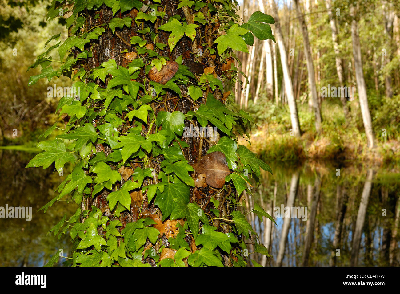 Riverine forest hi-res stock photography and images - Alamy