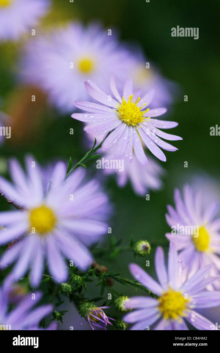 Shorts blue aster. Sky blue aster flower (Aster oolentangiensis Stock Photo - Alamy