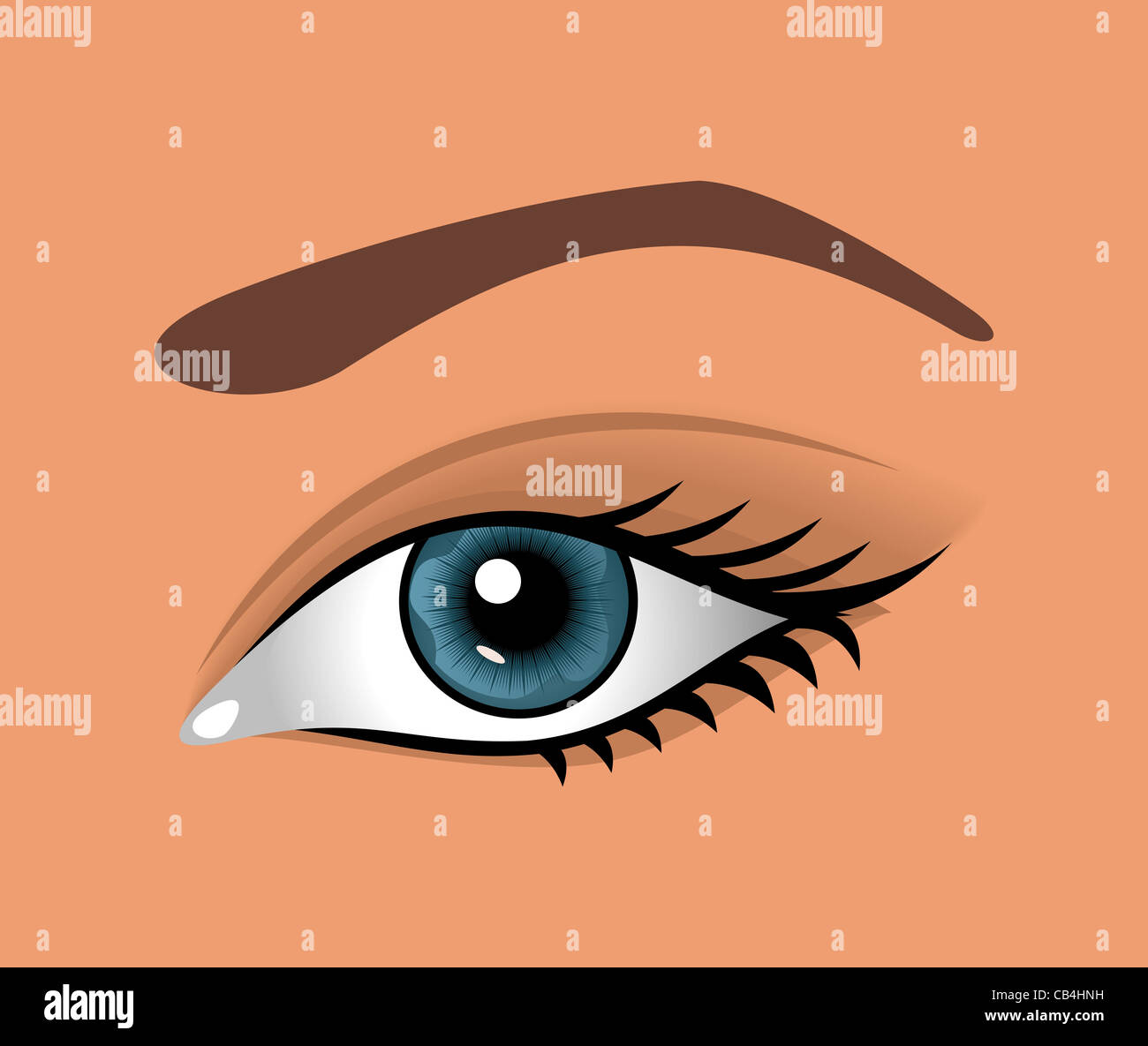 Illustration close up female eye isolated - vector Stock Photo - Alamy