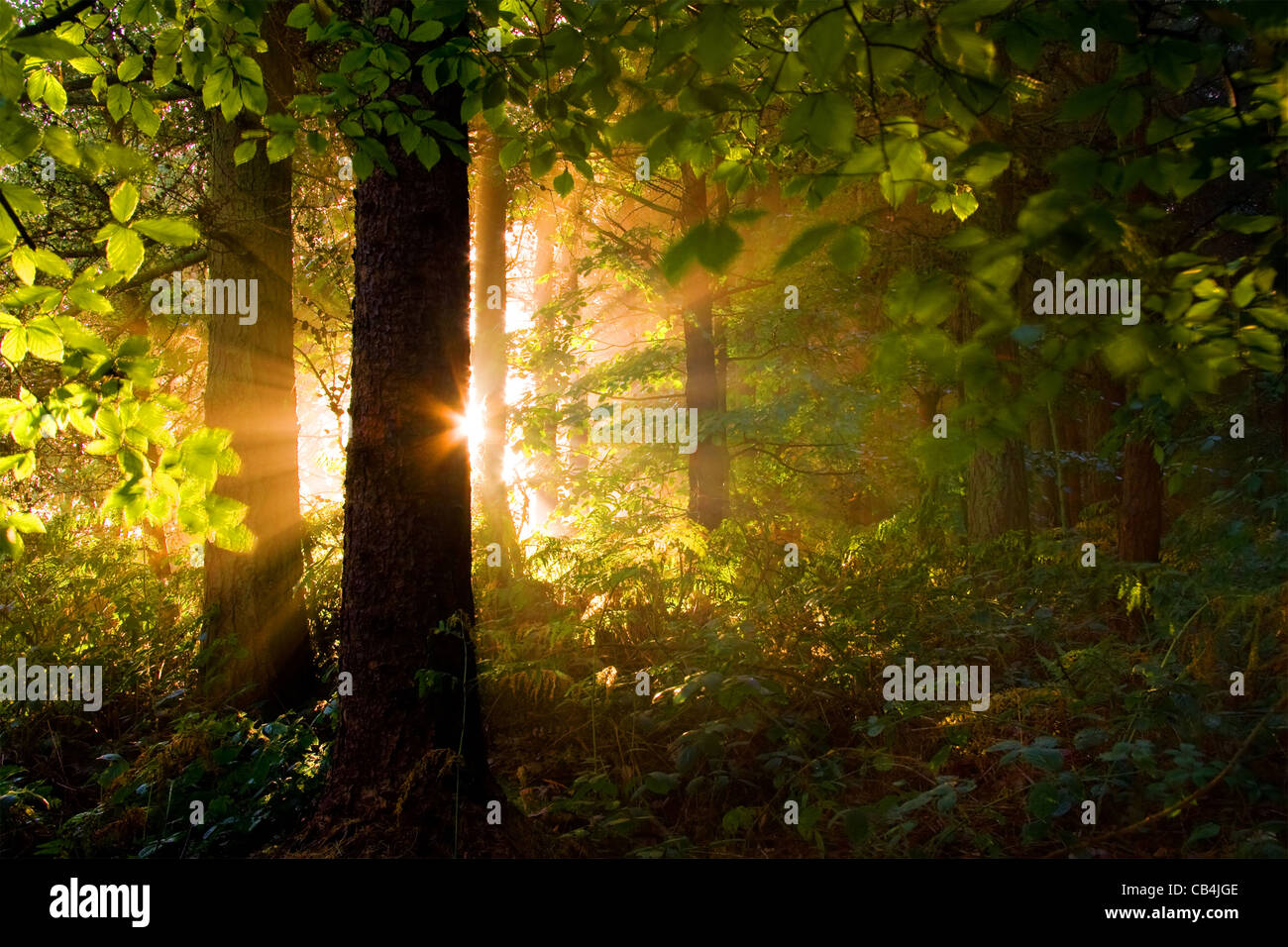 Sunlight bursting through autumn trees Stock Photo - Alamy