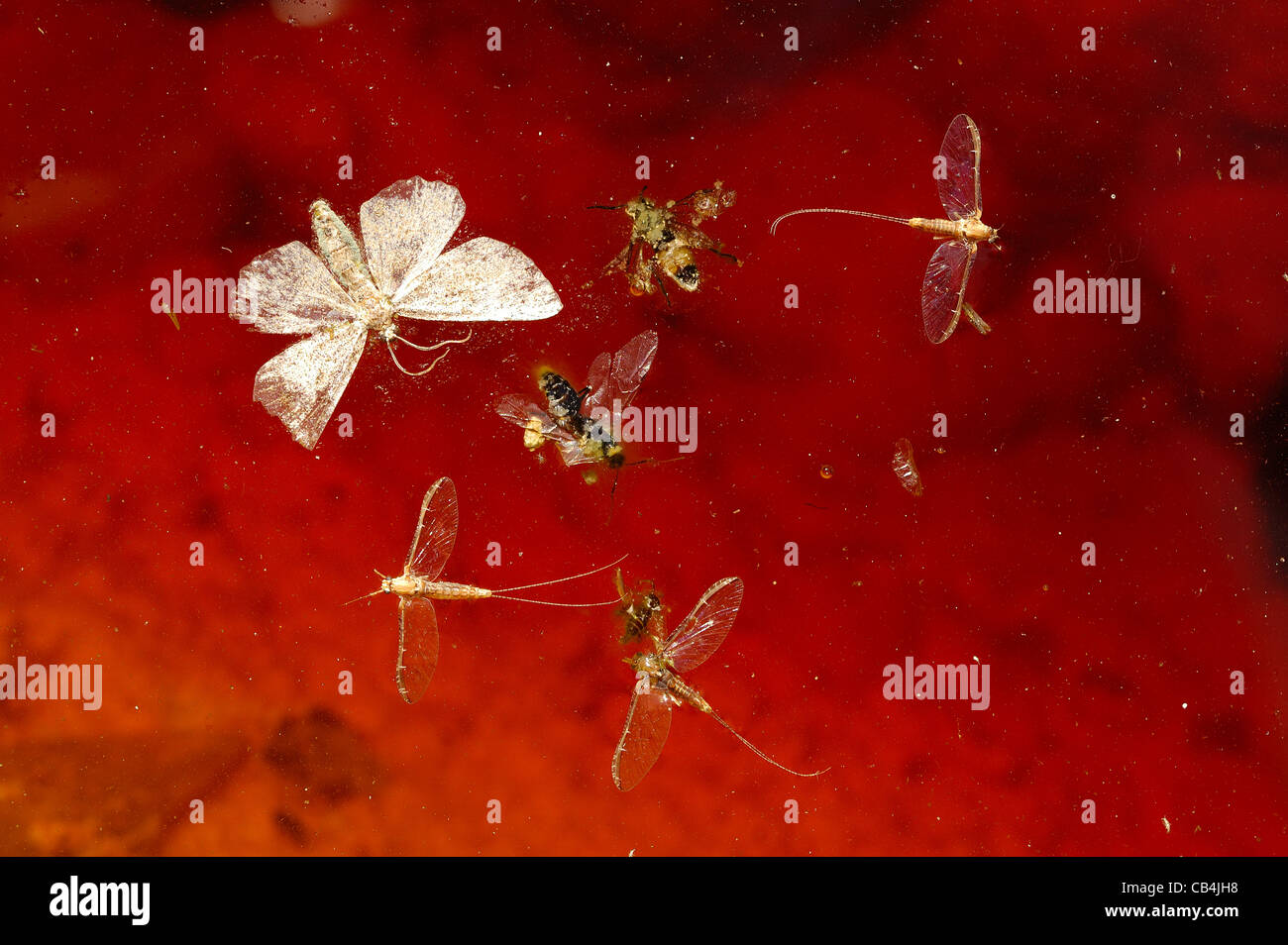 Dead insects floating in the reddish water of a rust-colored pond Stock ...