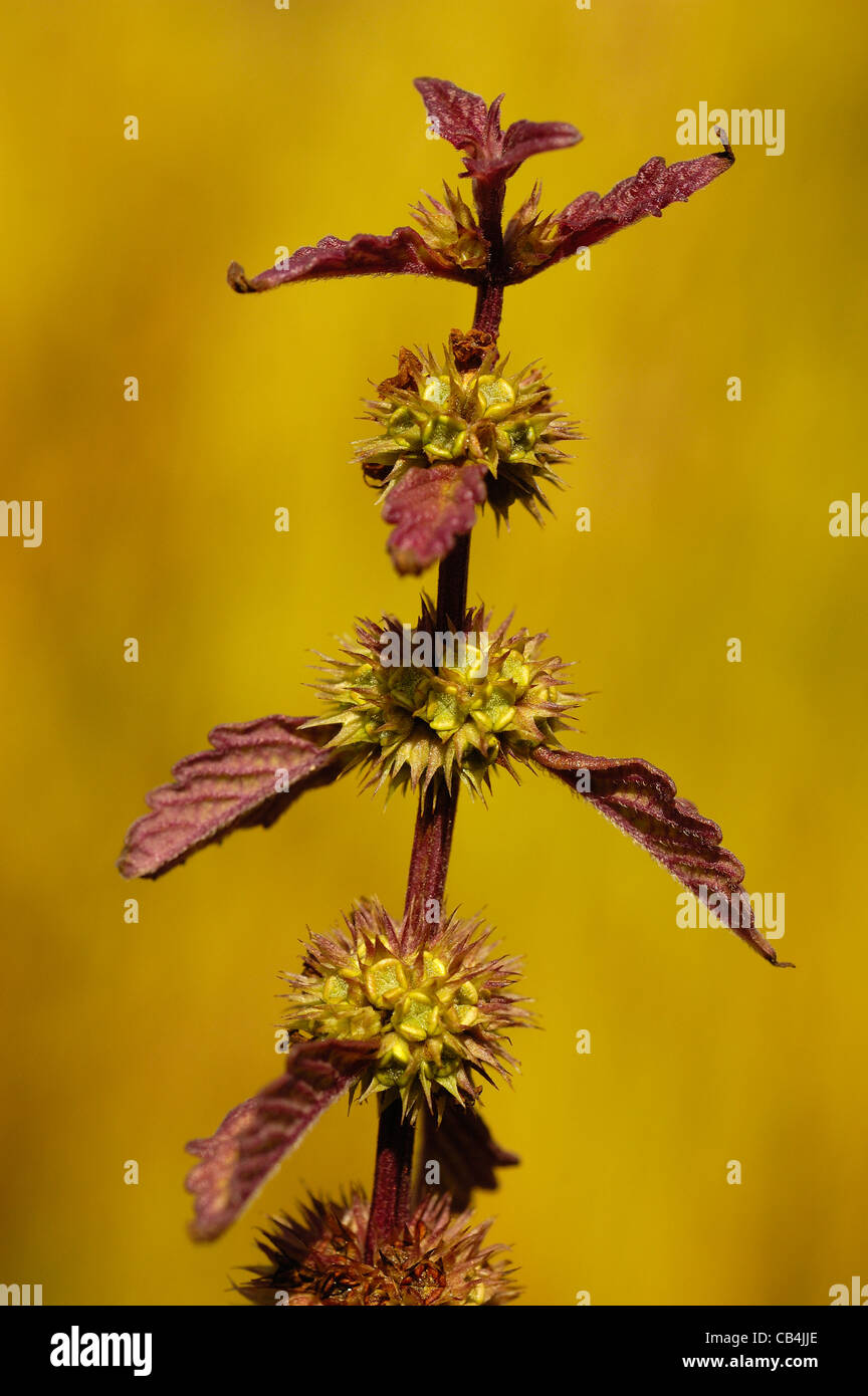 Lycopus europaeus hi-res stock photography and images - Alamy