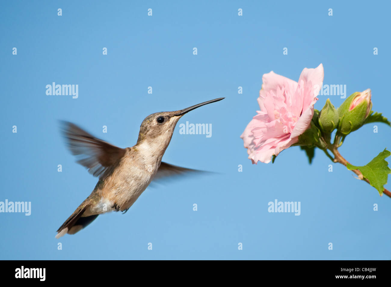Pink hummingbird hi-res stock photography and images - Alamy