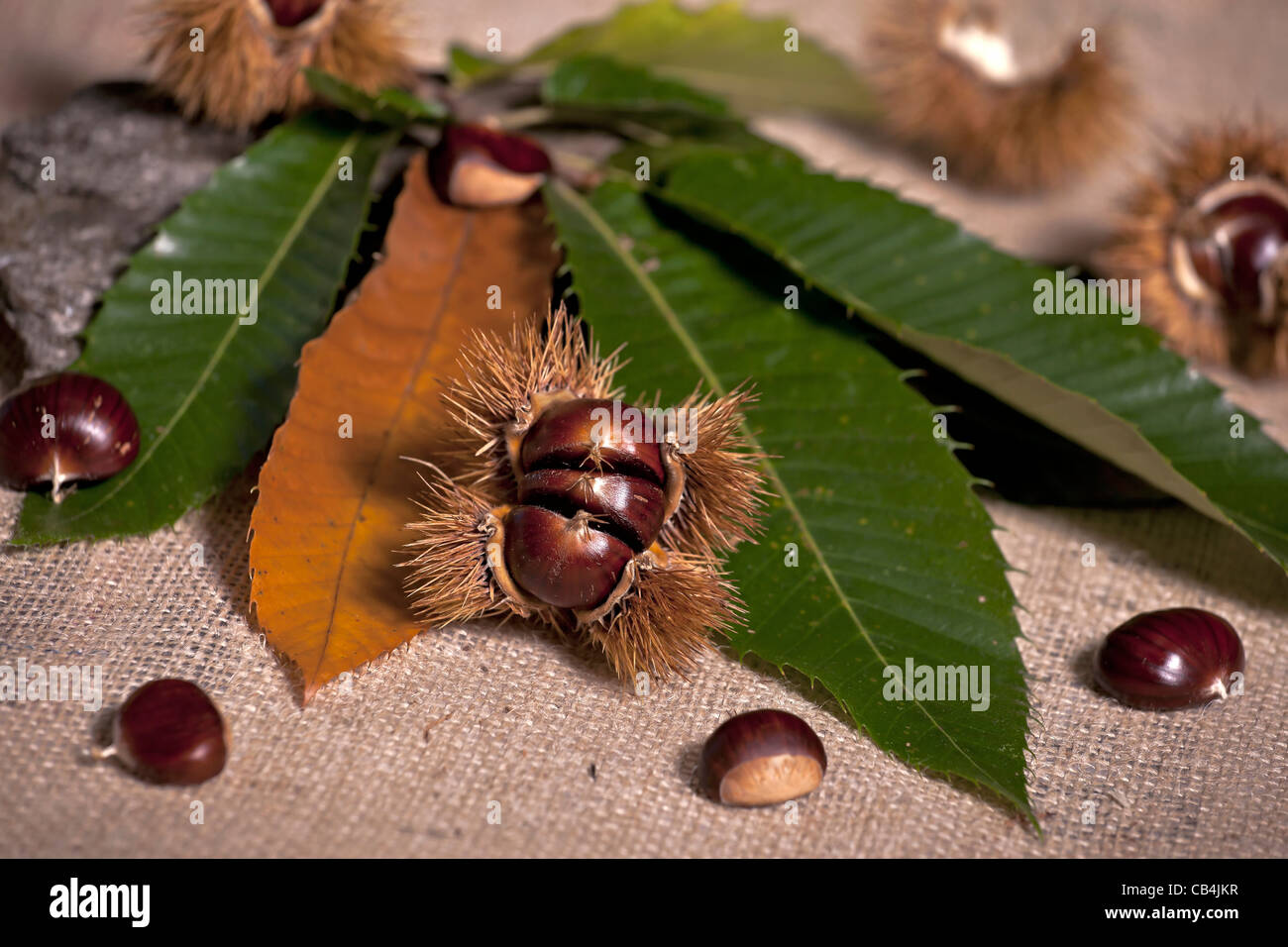 Chestnut tree fruit hi-res stock photography and images - Alamy