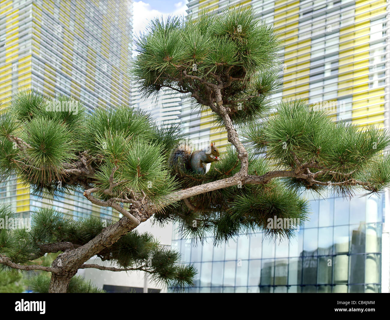 Pine tree in urban hi-res stock photography and images - Alamy