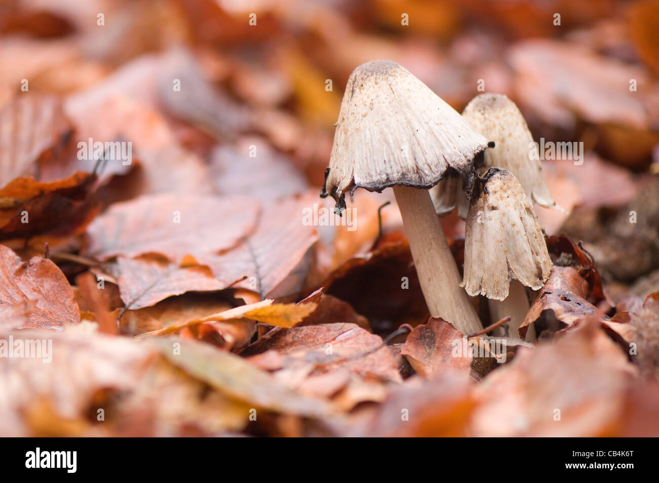 Coprinus spores hi-res stock photography and images - Alamy
