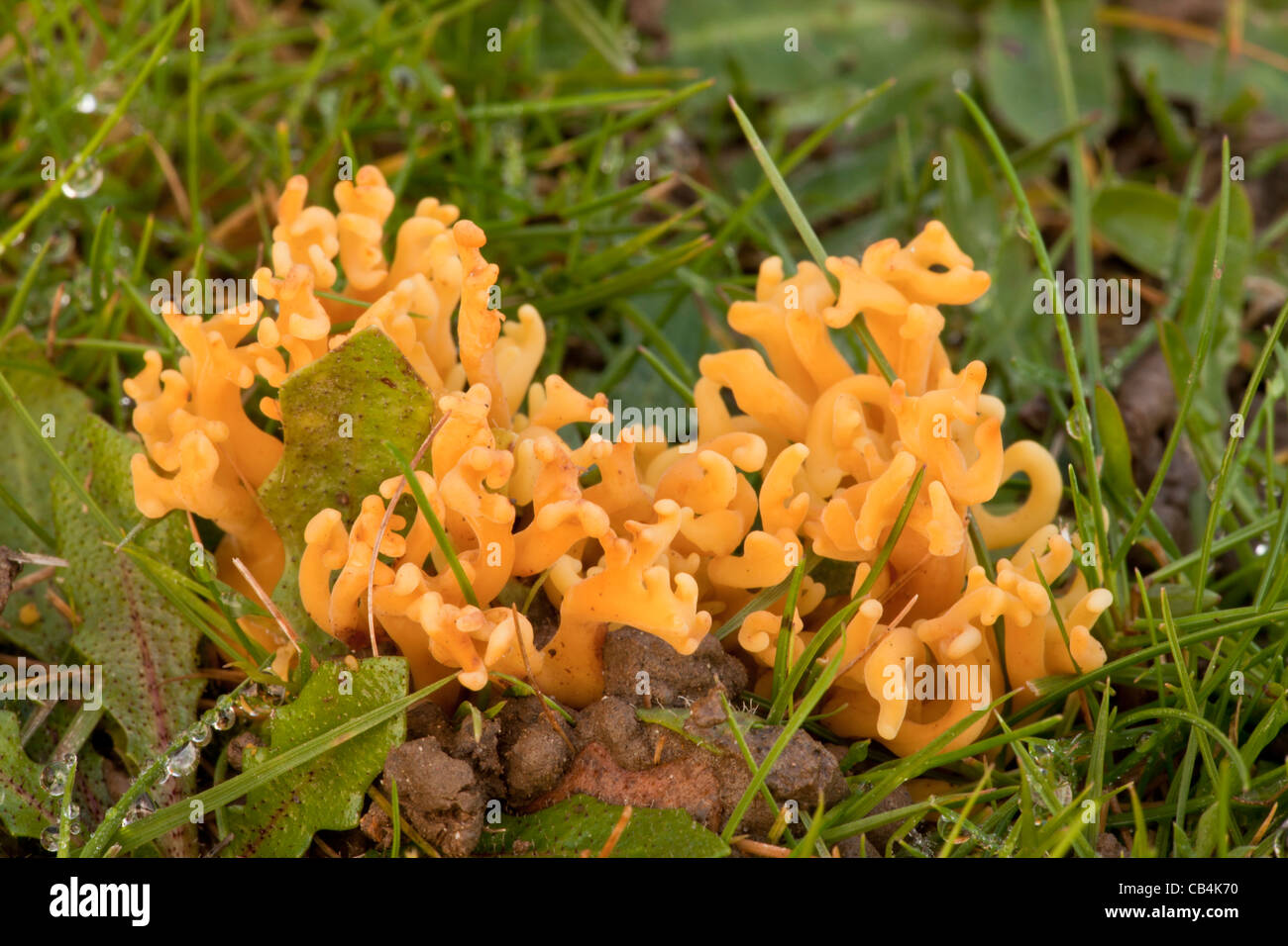 Clavulinopsis corniculata hi-res stock photography and images - Alamy