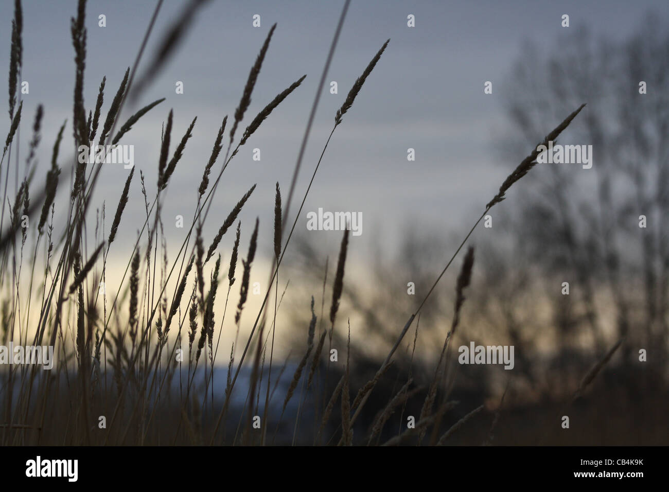 Chinook Arch Grass Closeup Stock Photo - Alamy