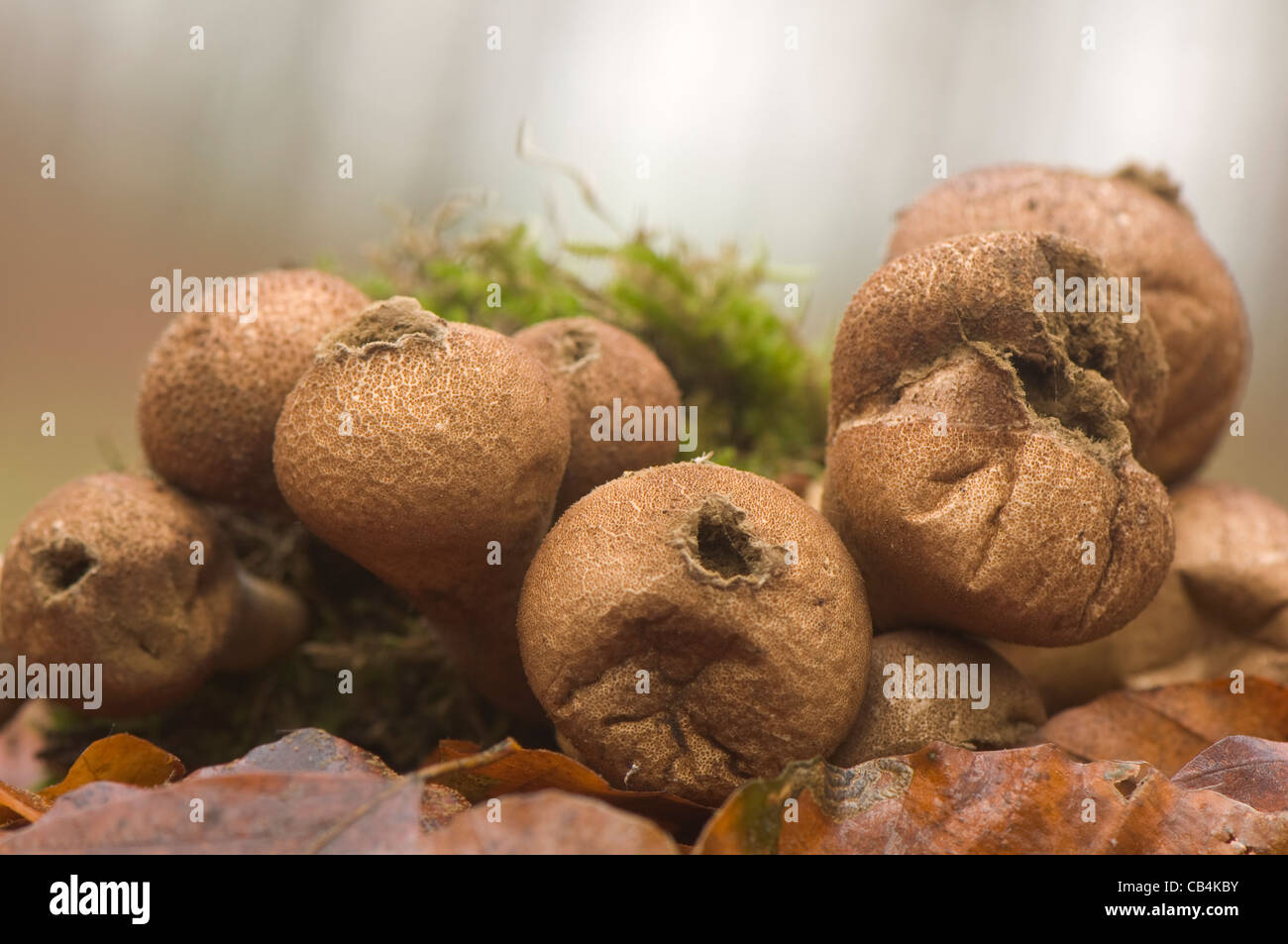 Ball fungus hi-res stock photography and images - Alamy