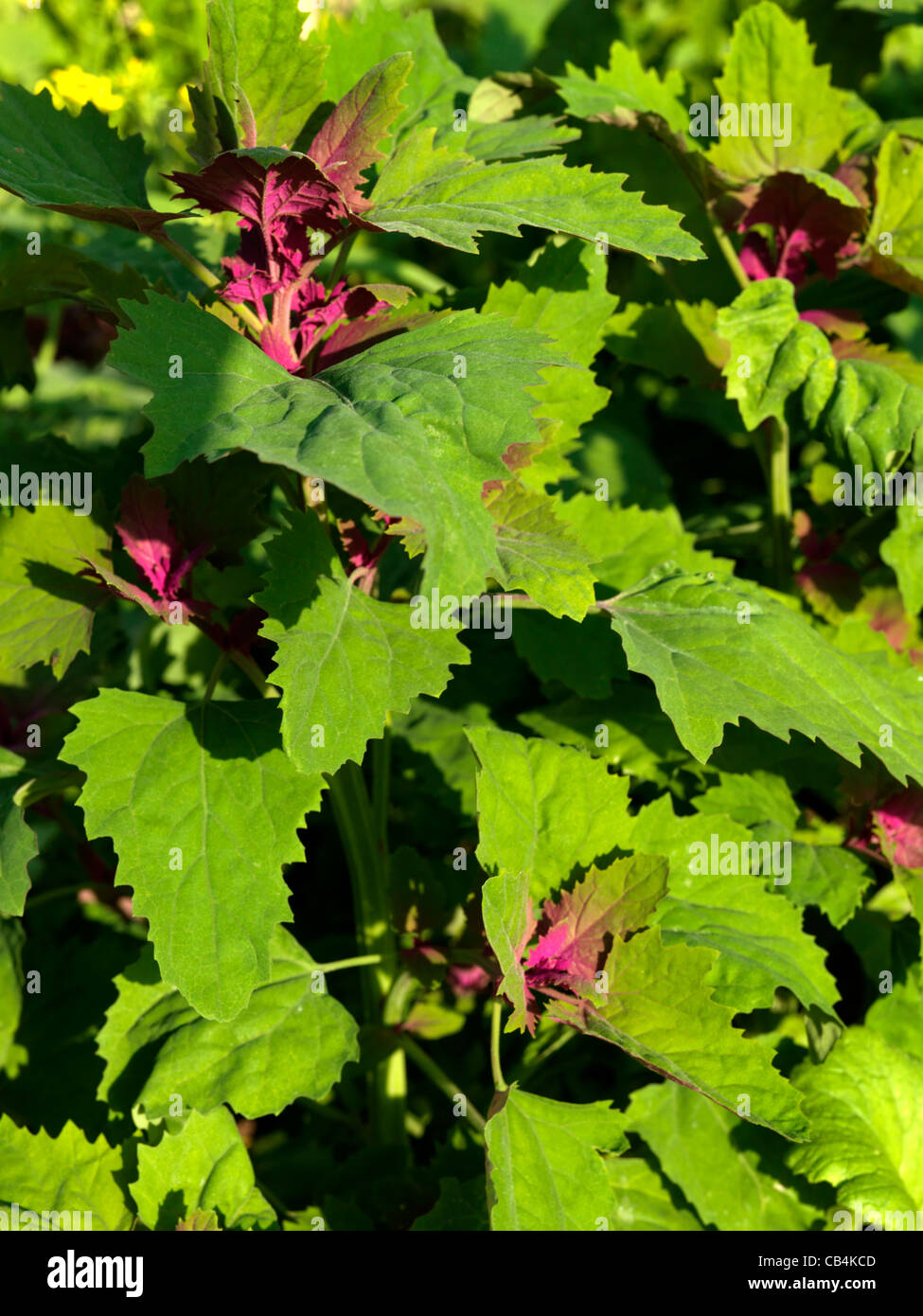 Spinach Tree Chenopodium Gigantium Stock Photo - Alamy
