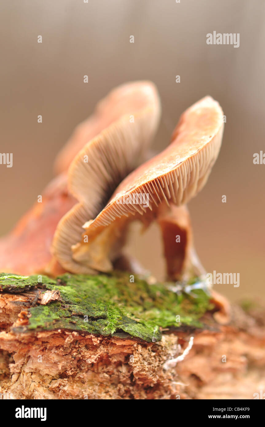 Hypholoma leaf hi-res stock photography and images - Alamy