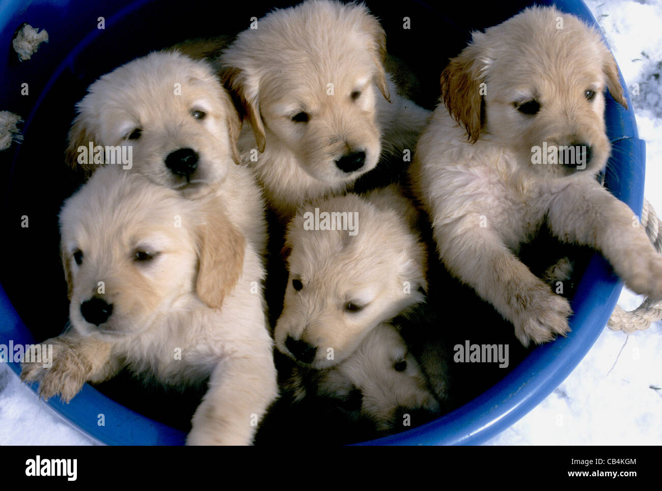 Golden retriever puppies in a blue bucket hi-res stock photography and ...