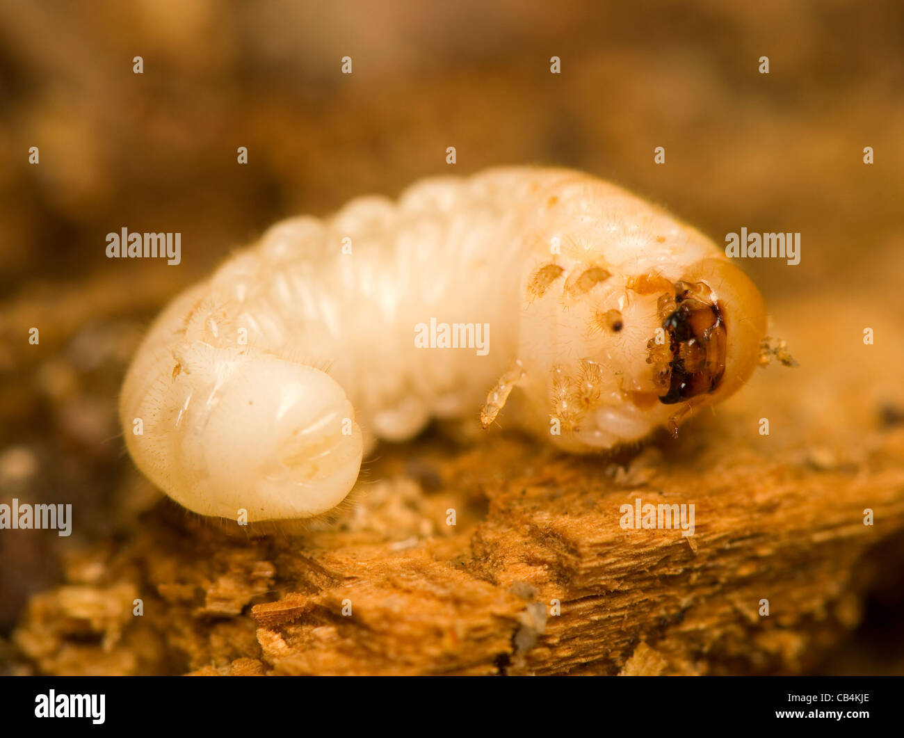 Cockchafer grub hi-res stock photography and images - Alamy