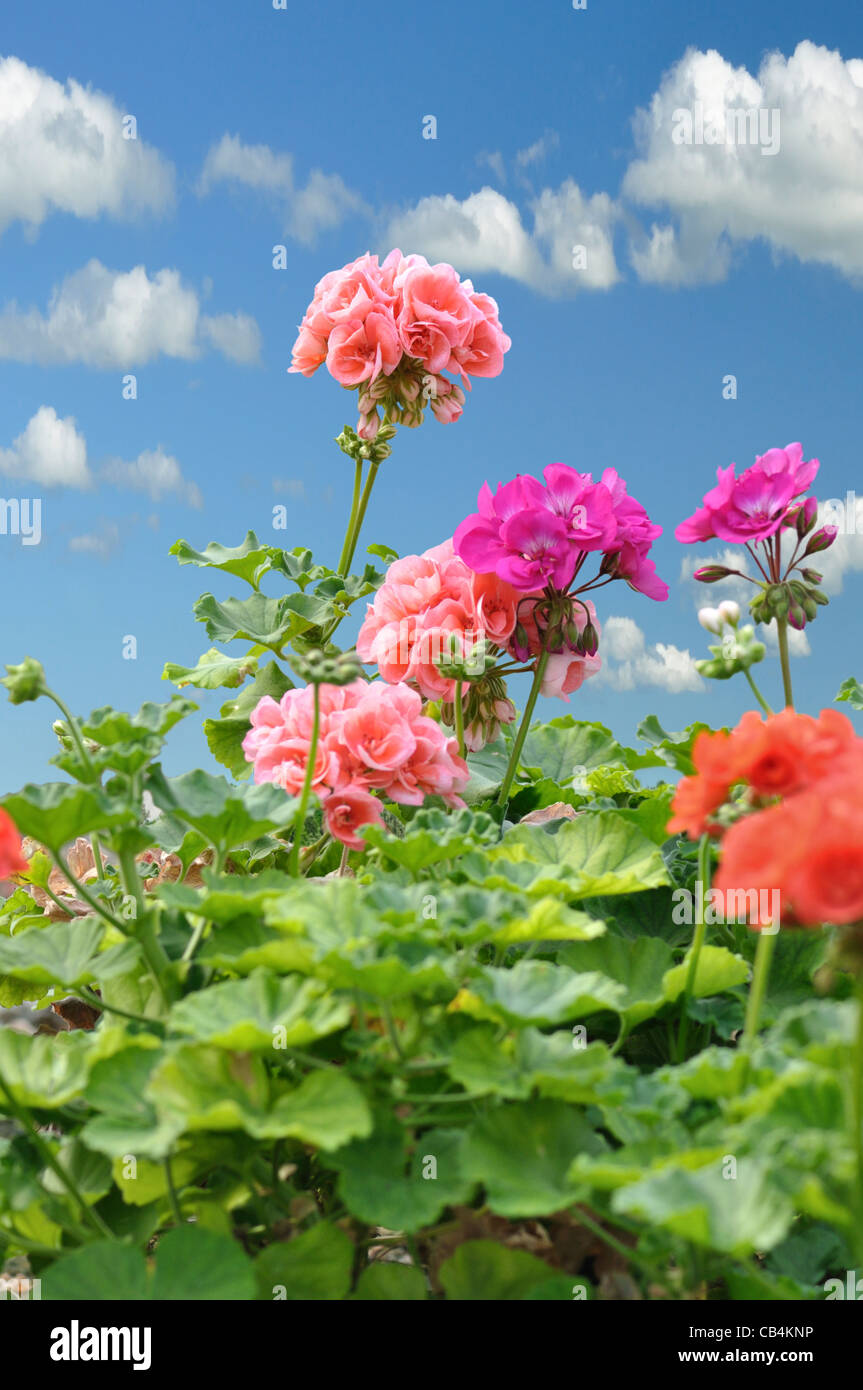 Red and pink garden geranium flowers against a blue sky Stock Photo - Alamy