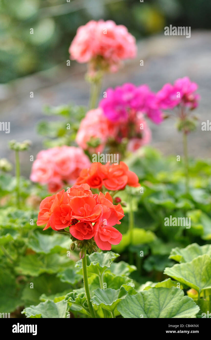 Red and pink garden geranium flowers in pots Stock Photo - Alamy