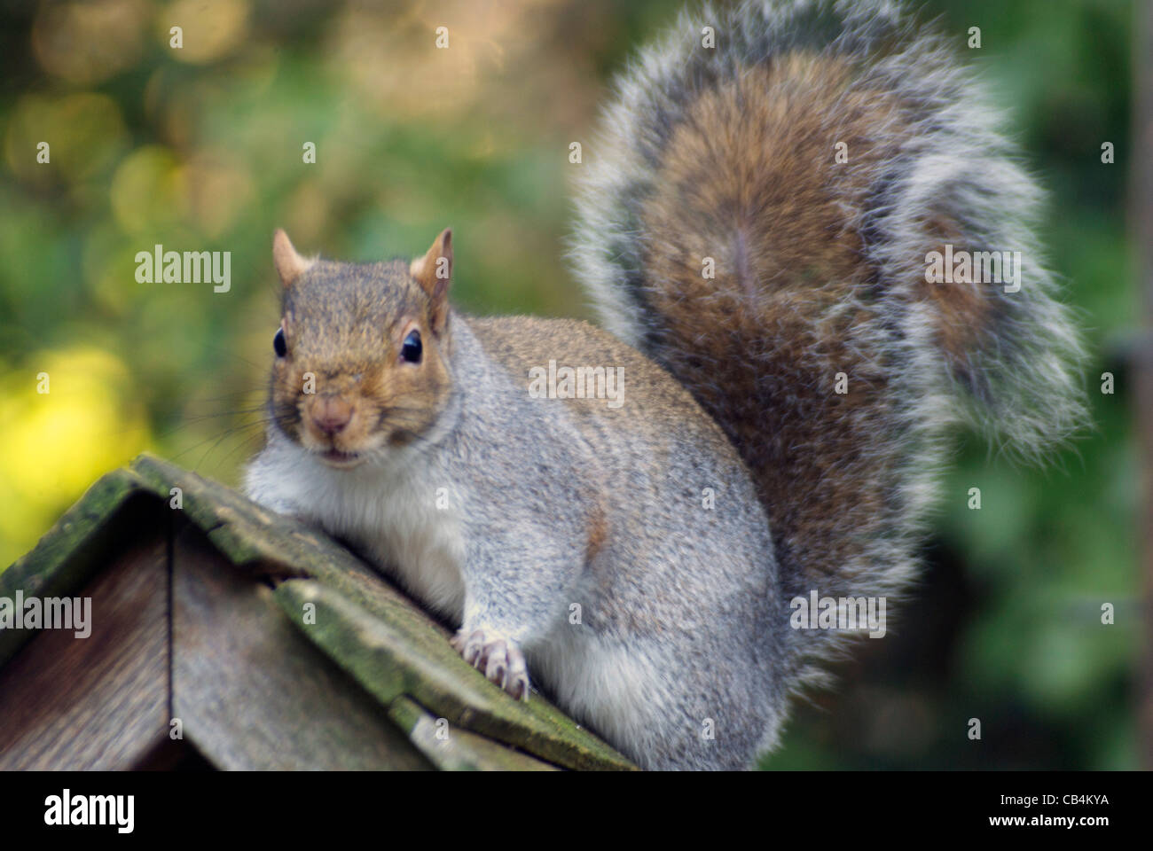 A gray squirrel on a bird house Stock Photo - Alamy