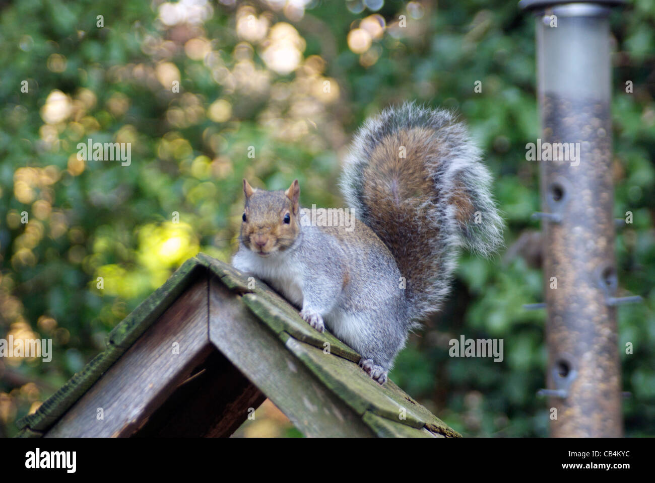 A gray squirrel on a bird house Stock Photo - Alamy