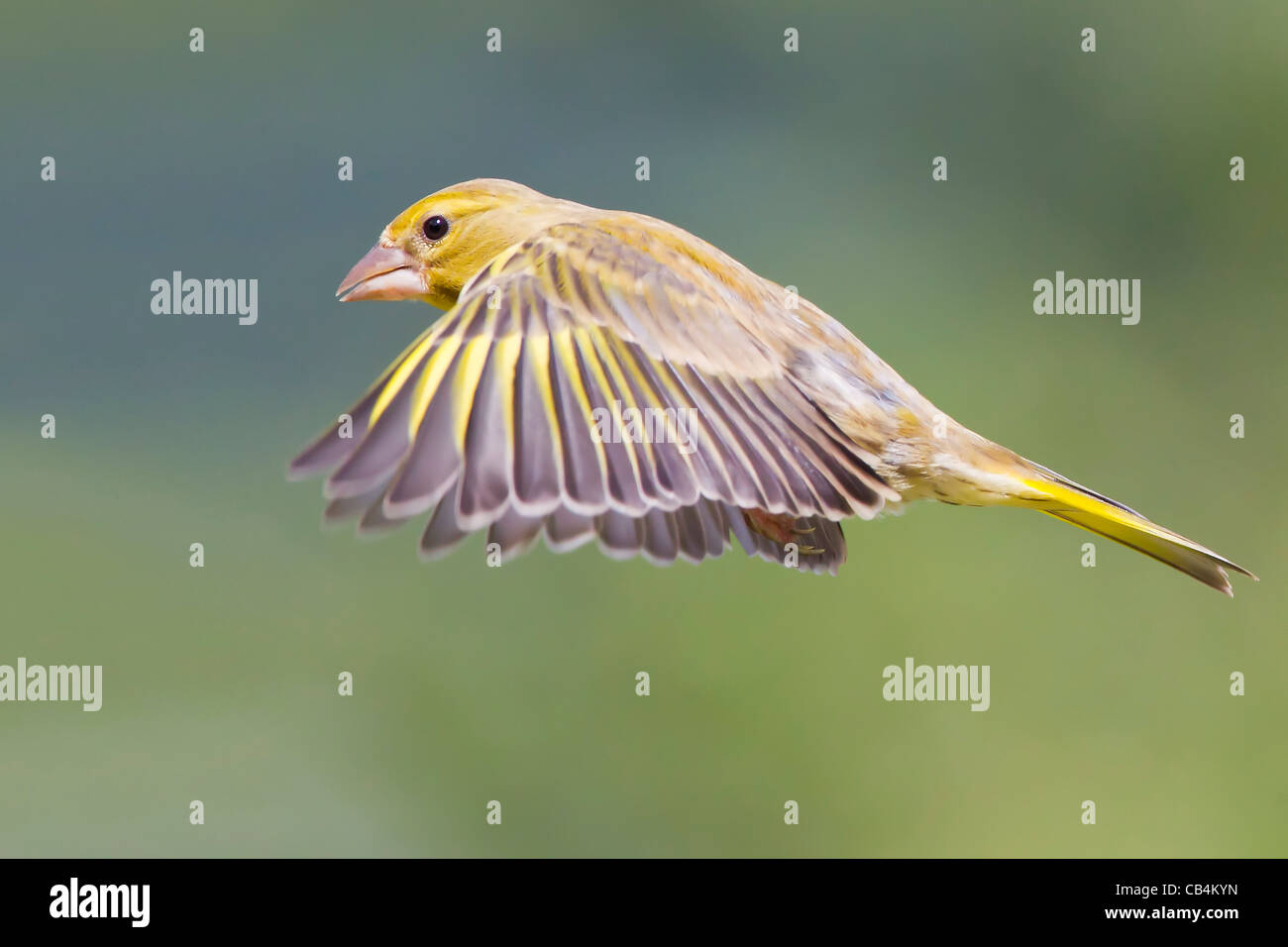 GREENFINCH IN FLIGHT Stock Photo - Alamy