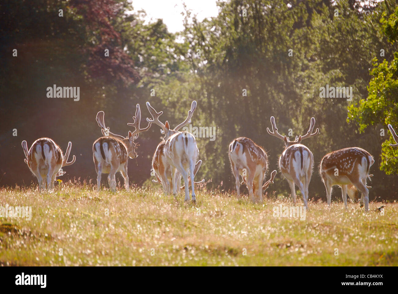 Knole park deer hi-res stock photography and images - Alamy