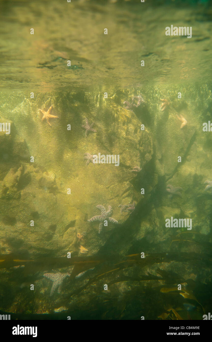 Underwater view of starfish on rocks, North Thorougfare, Sitka, Alaska ...