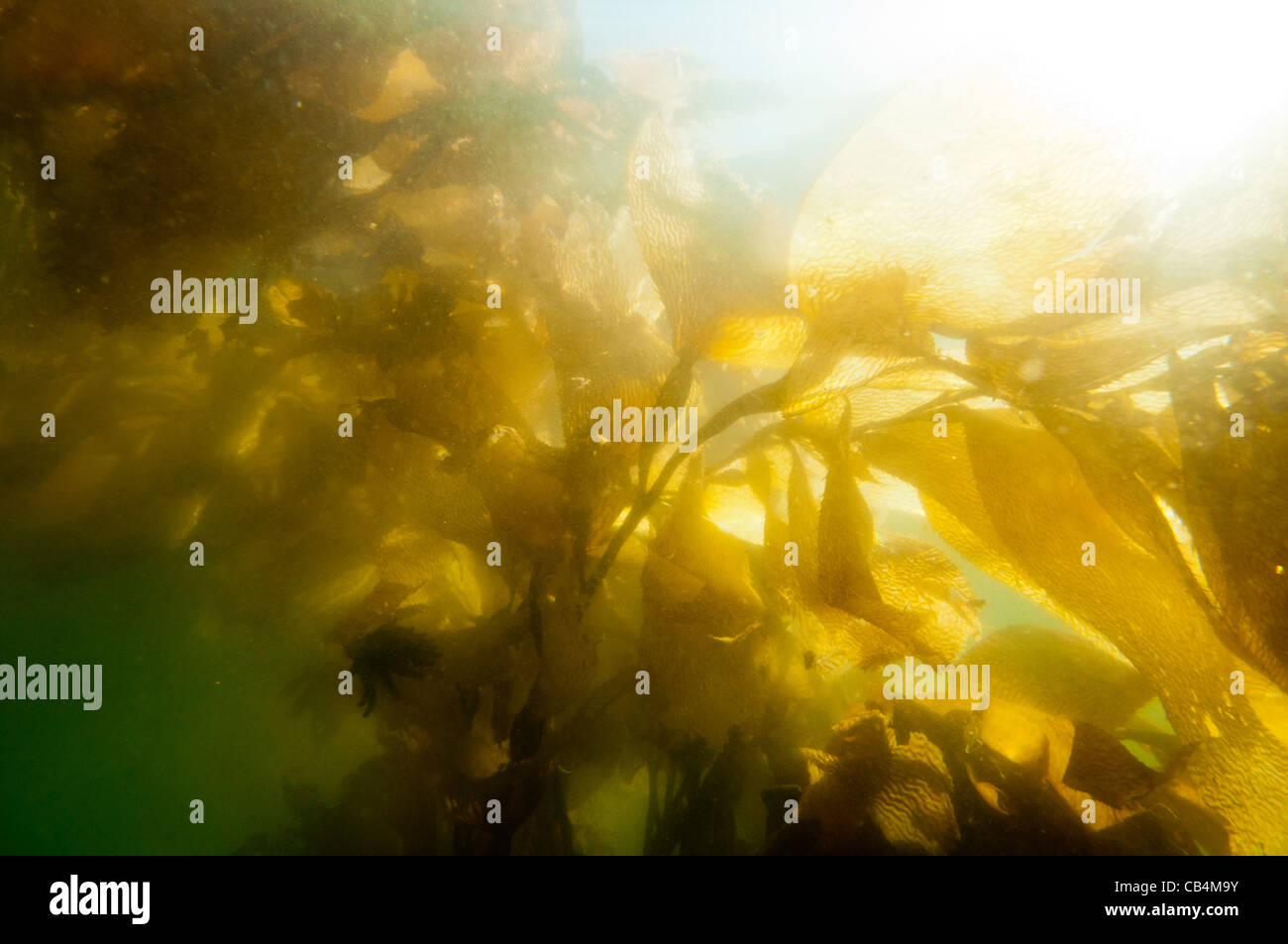 Underwater view of kelp, Sitka, Alaska Stock Photo - Alamy