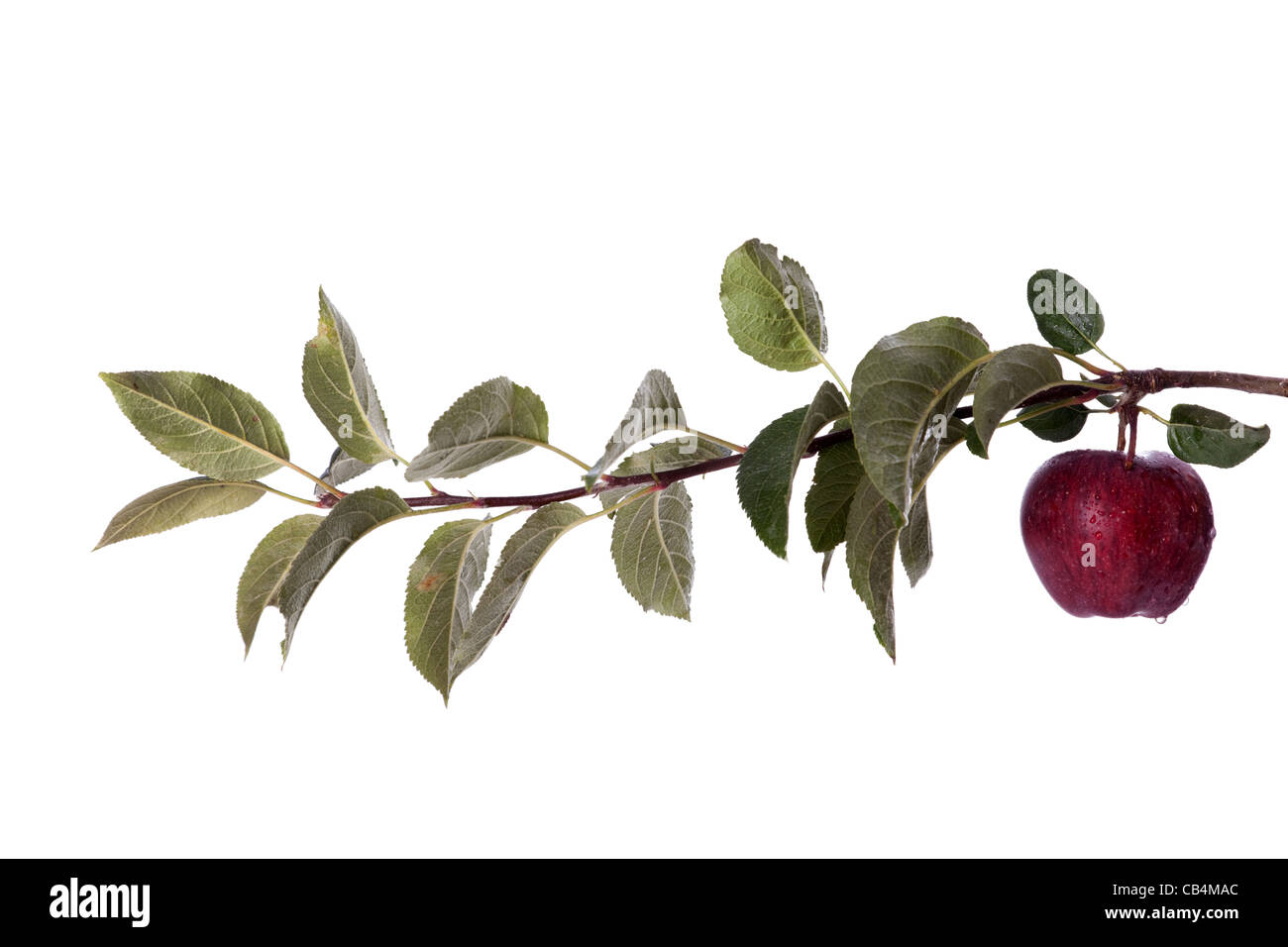 a branch of an apple tree with a fresh apple Stock Photo - Alamy