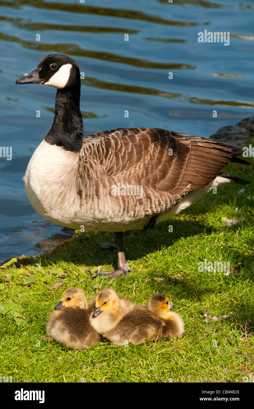 Canada geese goslings branta canadensis hi-res stock photography and ...