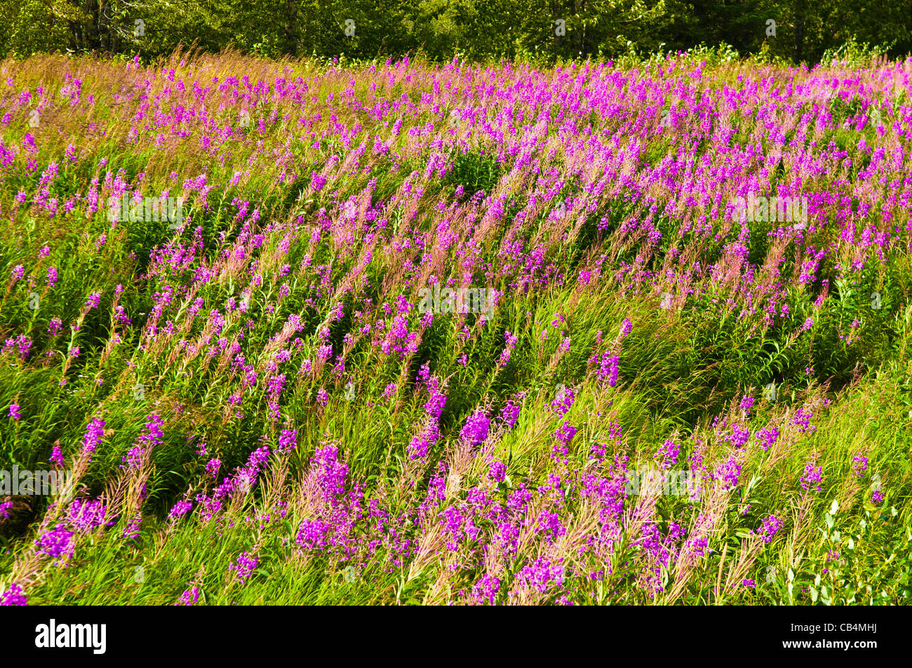 Fireweed growing on the side of the road, Alaska Stock Photo - Alamy