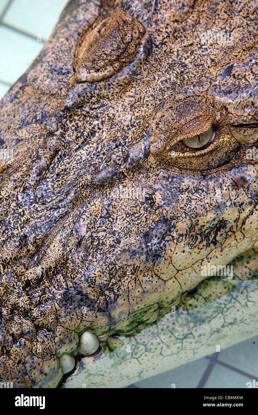 Man Eating Super Croc