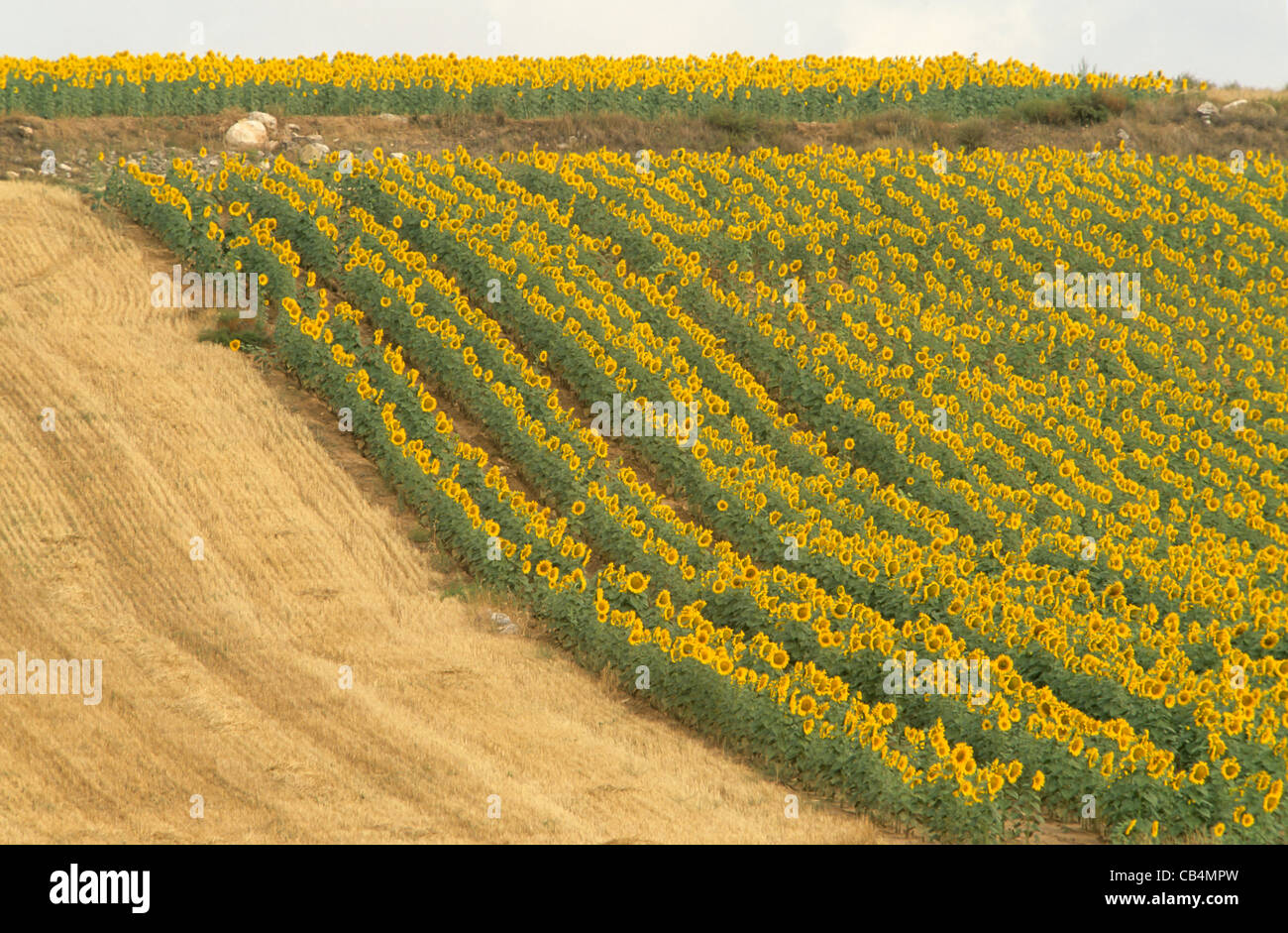 Sunflower land in Gorges of Duraton river -Hoces del Río Duratón ...